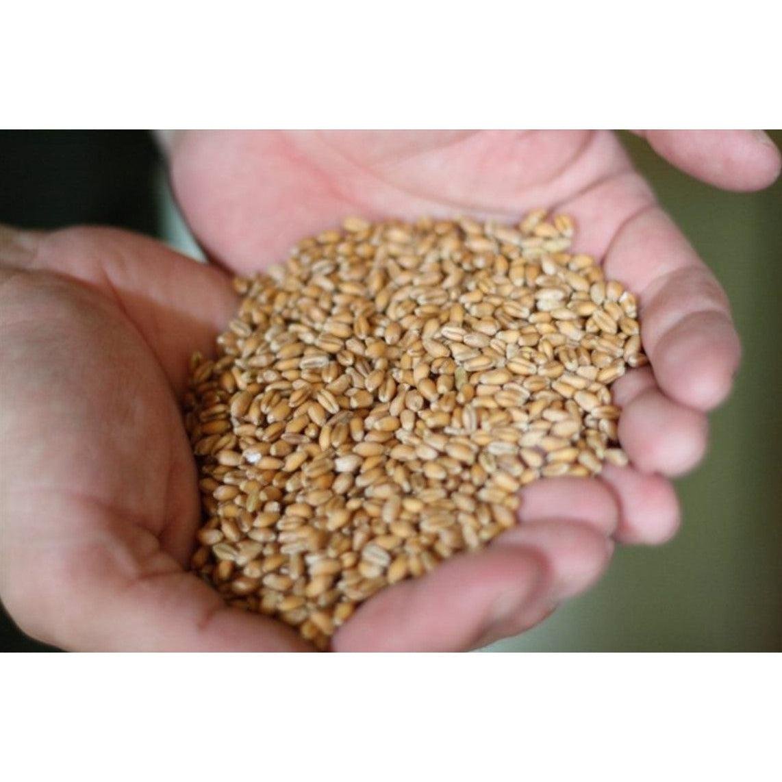 Daitoku Organic Koikuchi Shoyu Japanese Dark Soy Sauce 300ml